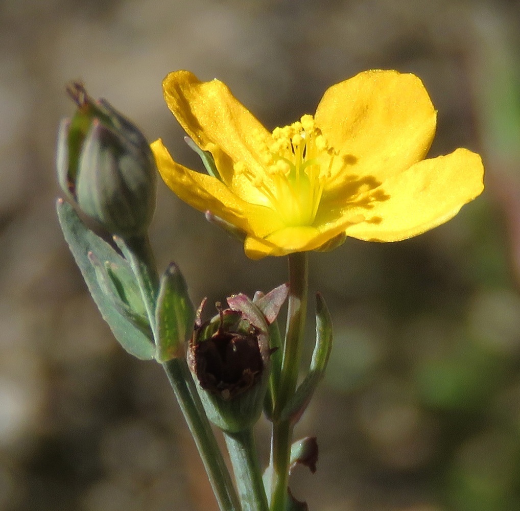 Small St John's Wort from Hassans Walls Reserve, Lithgow NSW 2790 ...