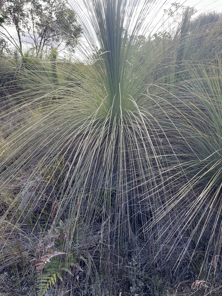 Austral Grass-tree from Mount Richmond National Park, Mount Richmond ...