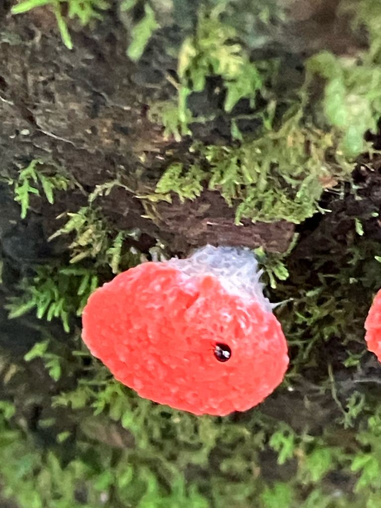 Red Raspberry Slime Mold from National Park Rd, Ravensbourne, QLD, AU ...