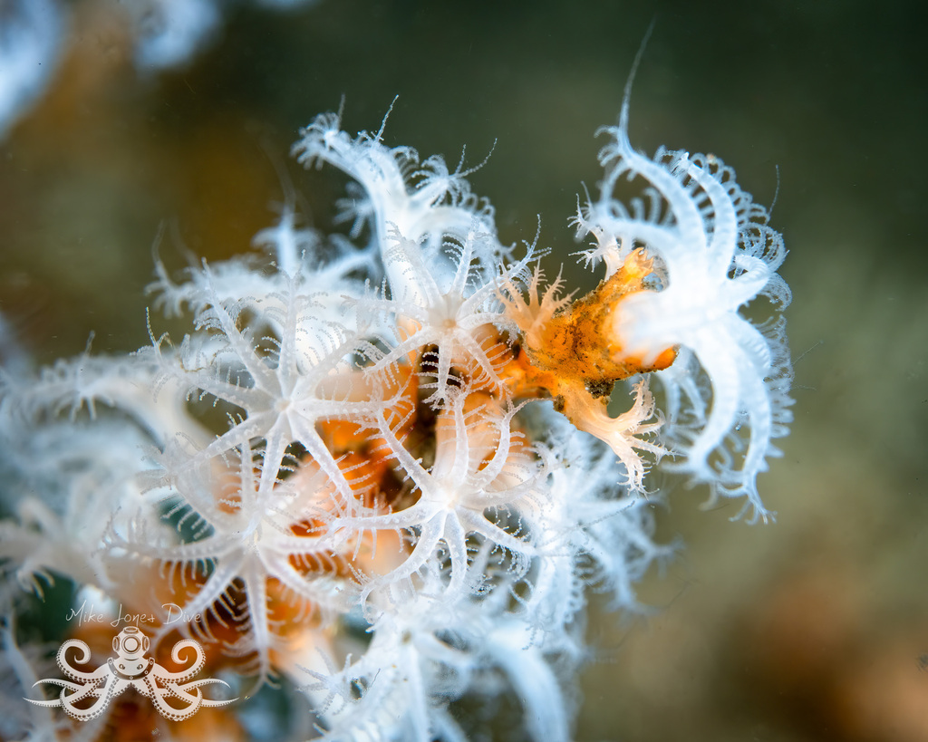 Snowflake Coral from Sydney NSW, Australia on May 15, 2025 at 01:01 PM ...