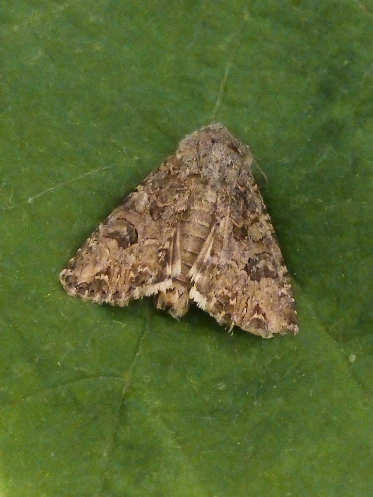Nutmeg Moth from 4292 Dobri dol, Bulgaria on May 14, 2025 at 10:07 PM ...