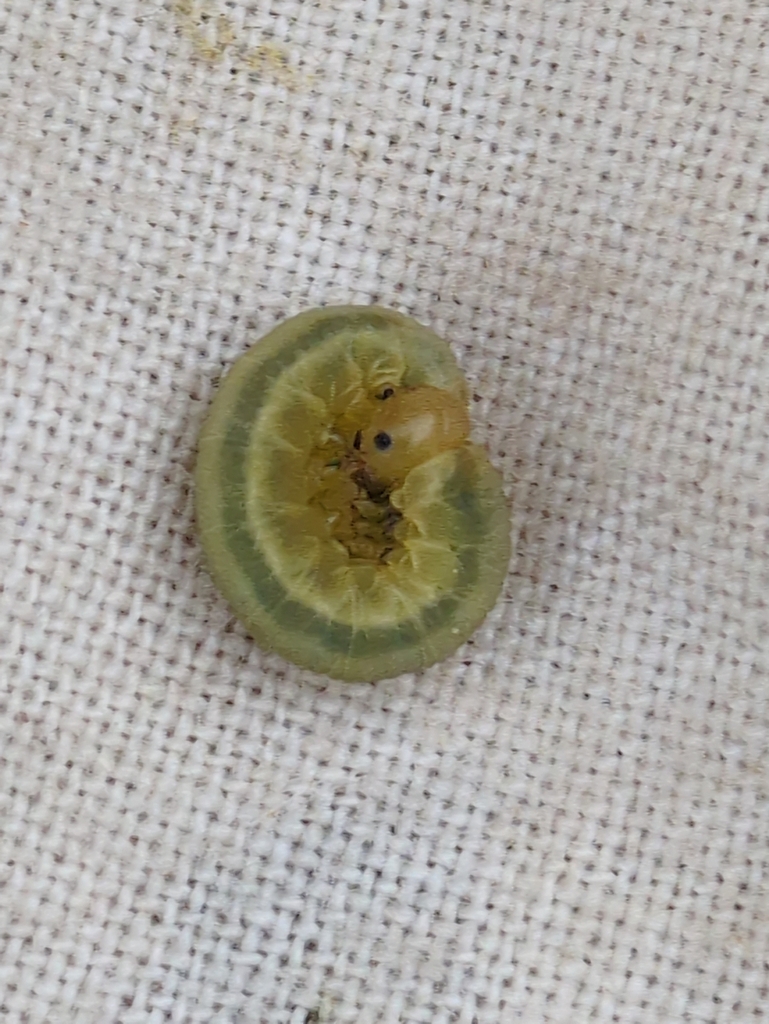 Common Sawflies from York YO30 5PB, UK on 15 May, 2025 at 11:11 AM by ...