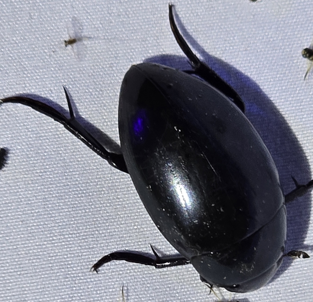 Hydrophilus ovatus from Macon, GA 31217, USA on May 14, 2025 at 09:26 ...