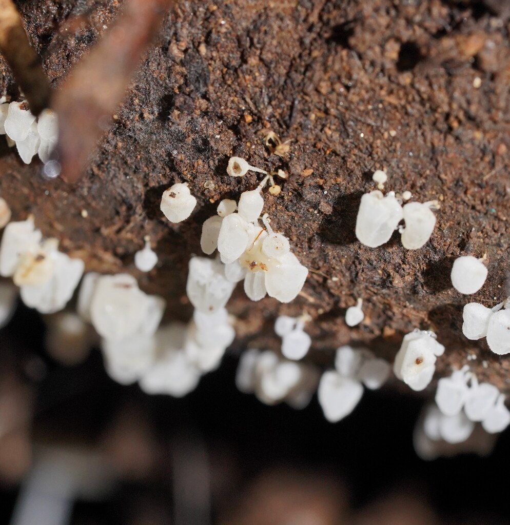 Physalacria australiensis from Warburton VIC 3799, Australia on May 07 ...