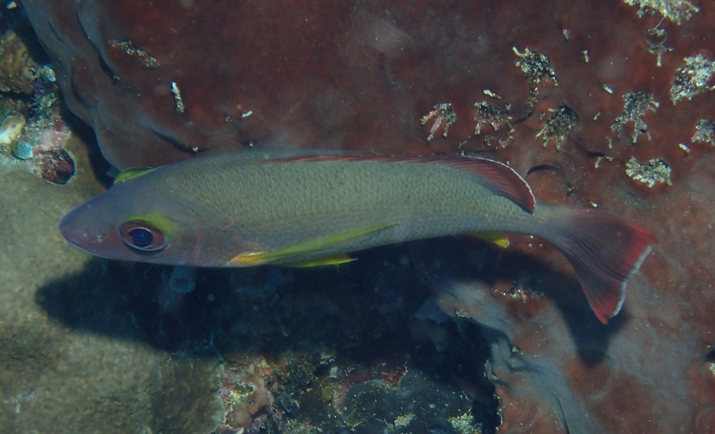 Blacktail Snapper from Bunaken, North Sulawesi, Indonesia on April 20 ...
