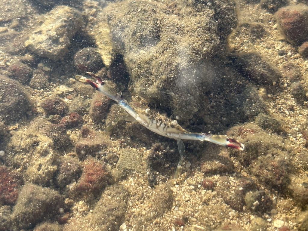 Australian Blue Swimmer Crab from Moreton Bay, Wellington Point, QLD ...