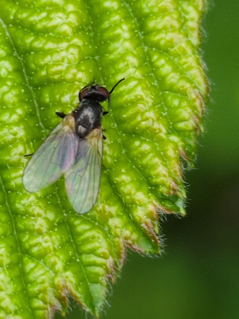 Muscoid Flies from York YO30 5PB, UK on May 15, 2025 at 12:10 PM by ...