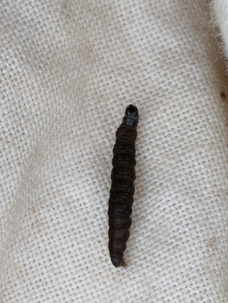 Butterflies and Moths from York YO30 5PB, UK on May 15, 2025 at 12:18 ...