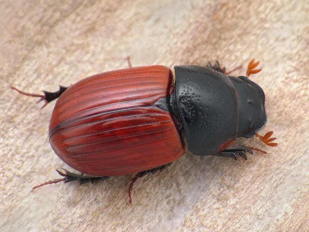 Aphodius fimetarius/pedellus (Dung beetles of New England) · iNaturalist