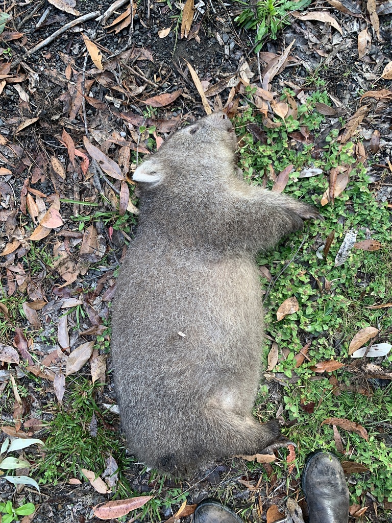 Bare-nosed Wombat from Shoalhaven - Pt B, AU-NS, AU on May 10, 2025 at ...