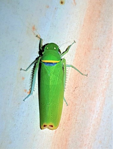 Genus Alocha · iNaturalist