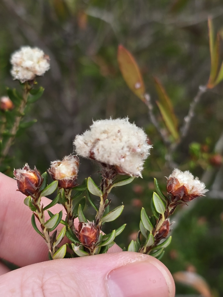 Cotton Bush in May 2025 by m_gardner · iNaturalist