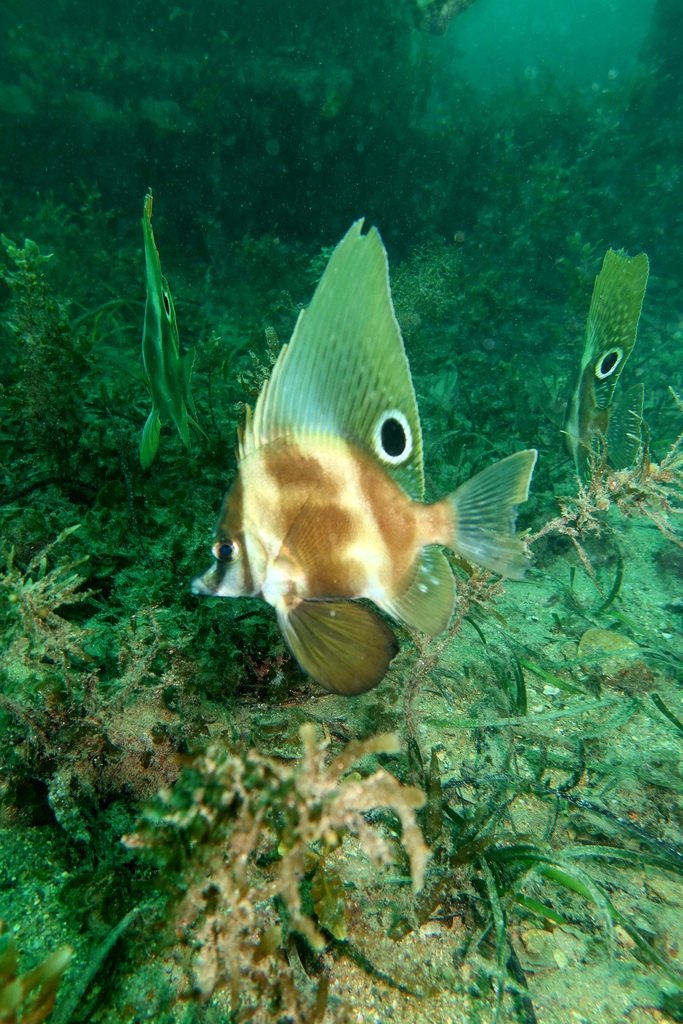 Short Boarfish from Rapid Bay jetty on May 15, 2025 at 02:47 PM by ...