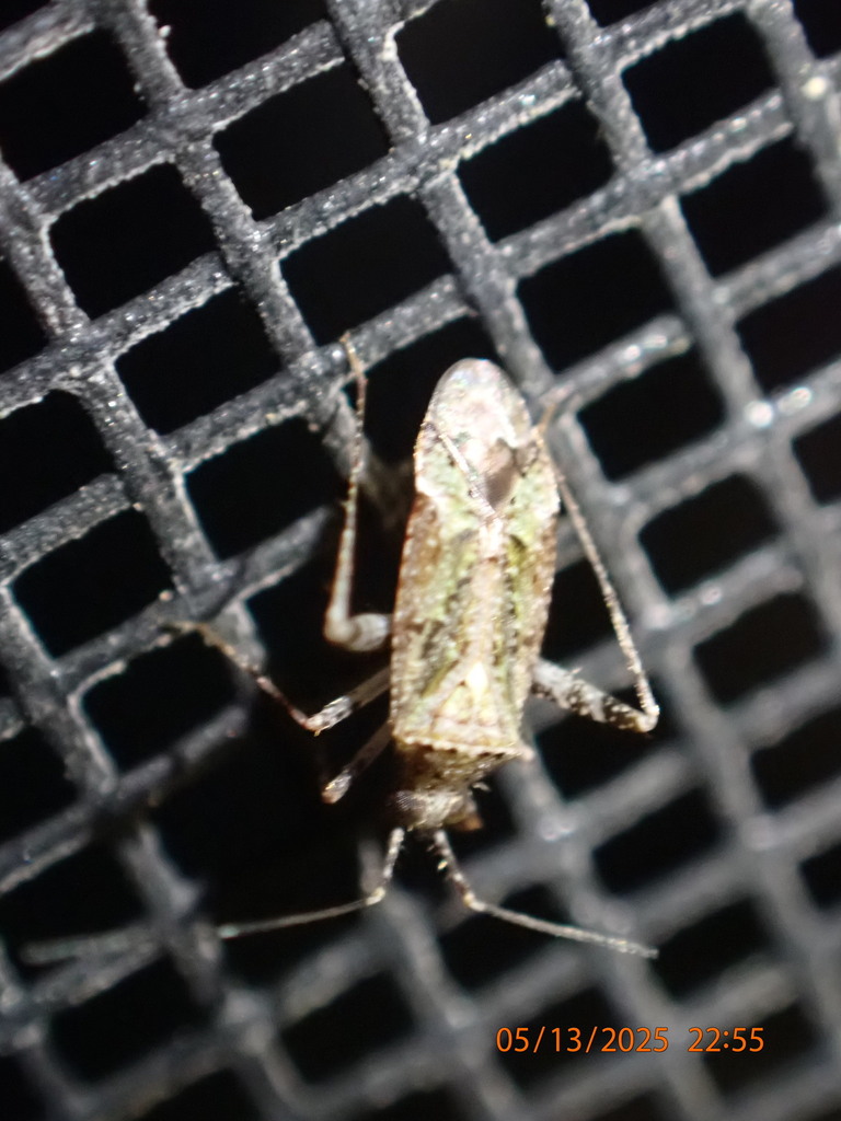 lime plant bug from Dunedin, FL, USA on May 13, 2025 at 10:55 PM by ...