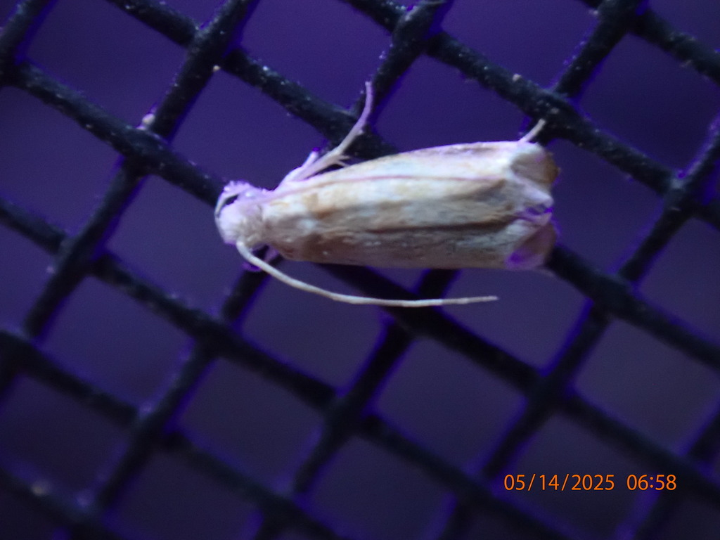 Hawaiian Dancing Moth from Dunedin, FL, USA on May 14, 2025 at 06:58 AM ...