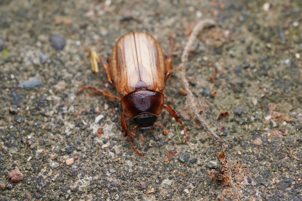 June Beetles from 中国浙江省杭州市西湖区 on March 31, 2023 at 06:58 PM by Li Jianbo · iNaturalist