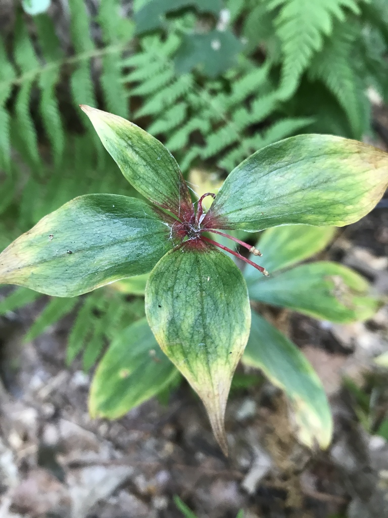 Cucumber Root from 46360, Michigan City, IN, US on September 6, 2019 at ...