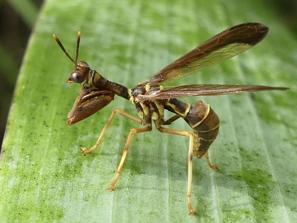Brown Wasp Mantidfly in September 2019 by Ray G. Cama · iNaturalist