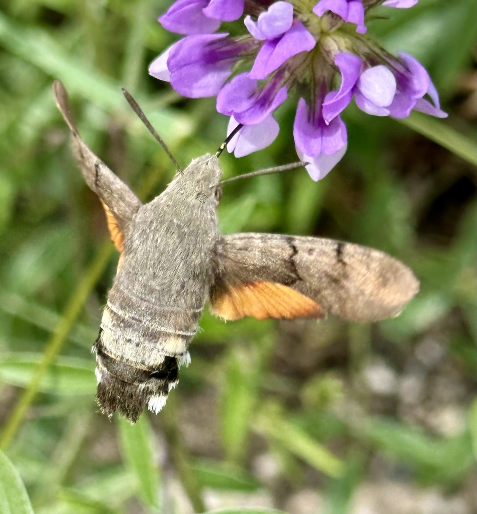 Eurasian Hummingbird Hawkmoth from Minorca, Ferreries, Balearen, ES on ...