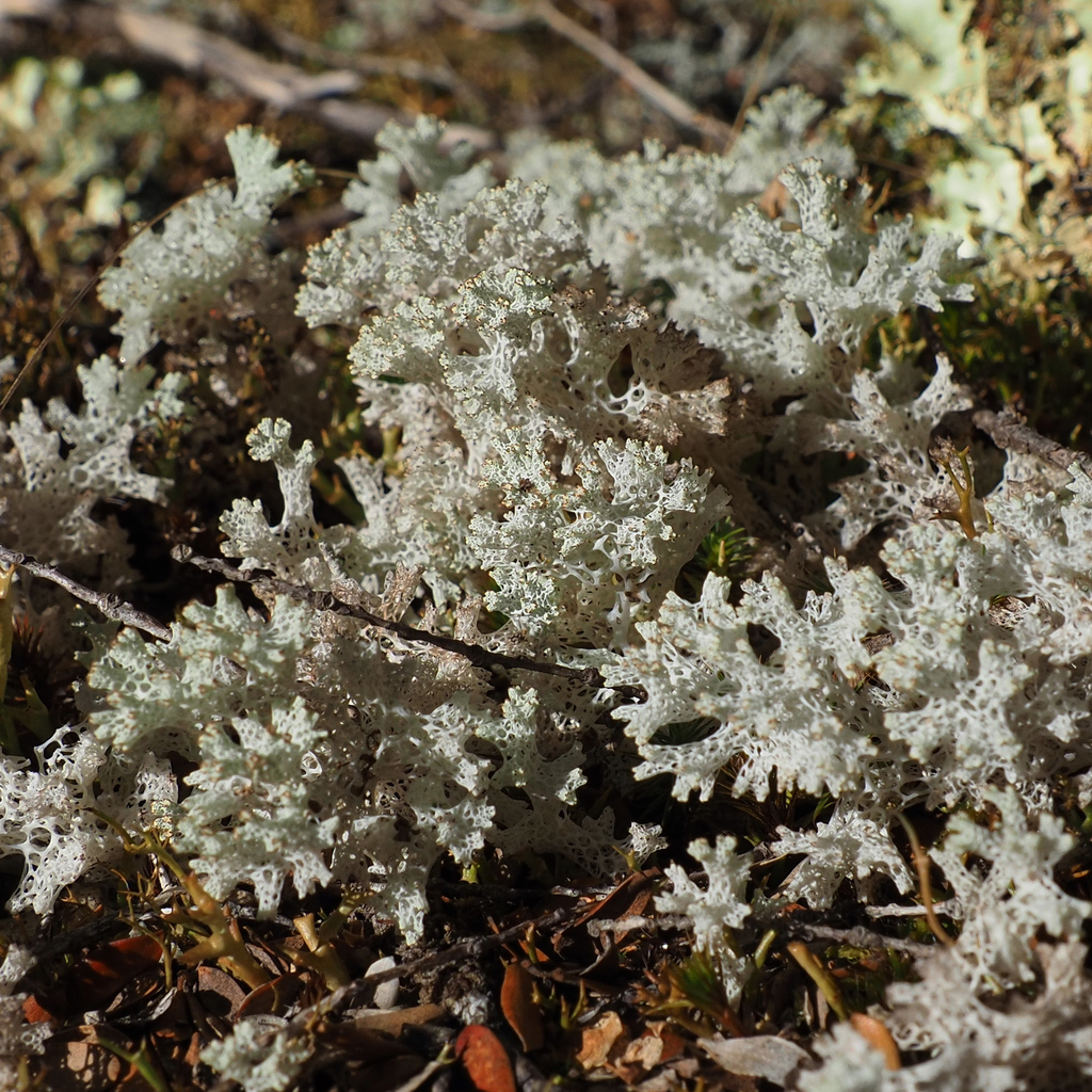 Coral lichen from Sun Flats, Blue Tier, Goulds Country TAS 7216 ...