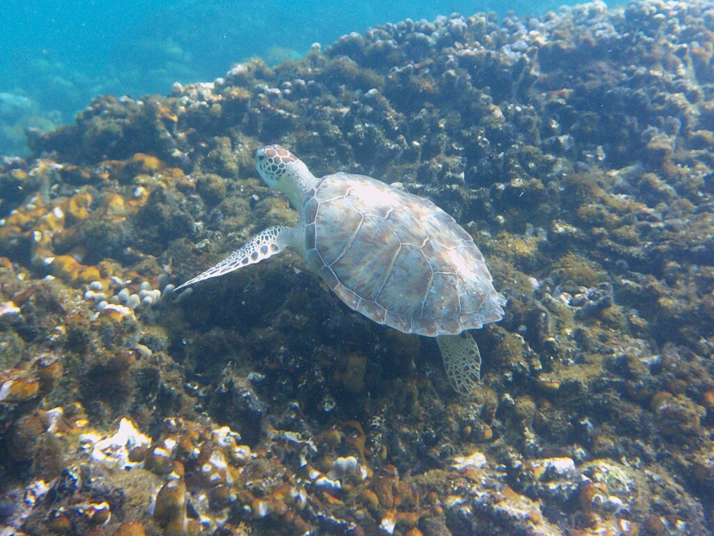 Green Sea Turtle in May 2025 by Ryan Grow · iNaturalist