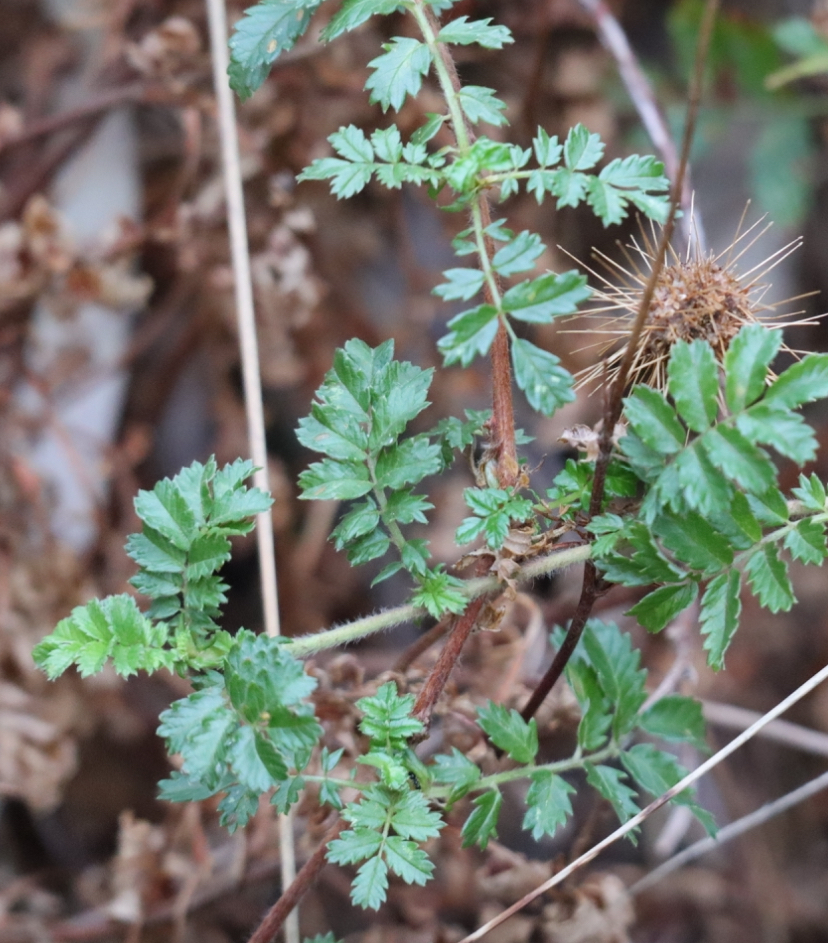 Biddy-biddy from Barossa - Barossa, AU-SA, AU on May 15, 2025 at 02:57 ...