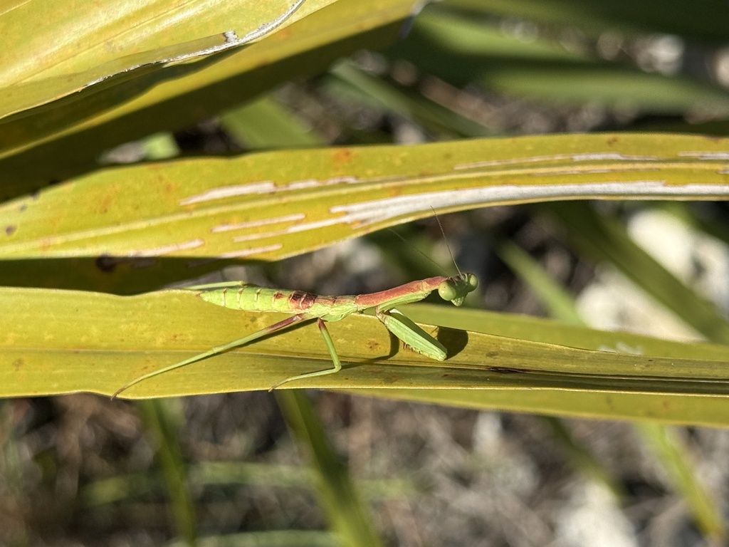 Carolina Mantis from Zoo Miami, Miami, FL, US on May 15, 2025 at 09:40 ...