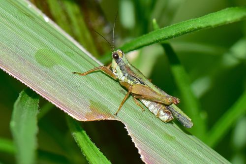 Complex Scaria producta · iNaturalist
