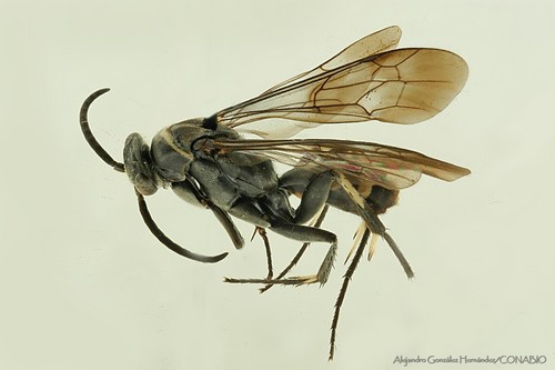 Aporus notabilis · iNaturalist