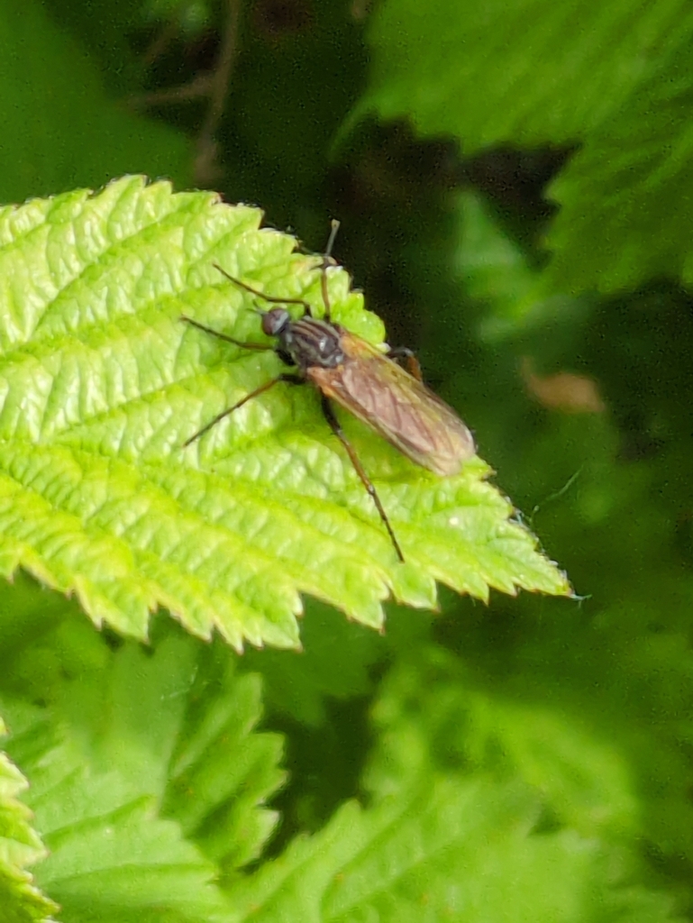 Empis tessellata from York YO10 5FG, UK on 15 May, 2025 at 04:45 PM by ...