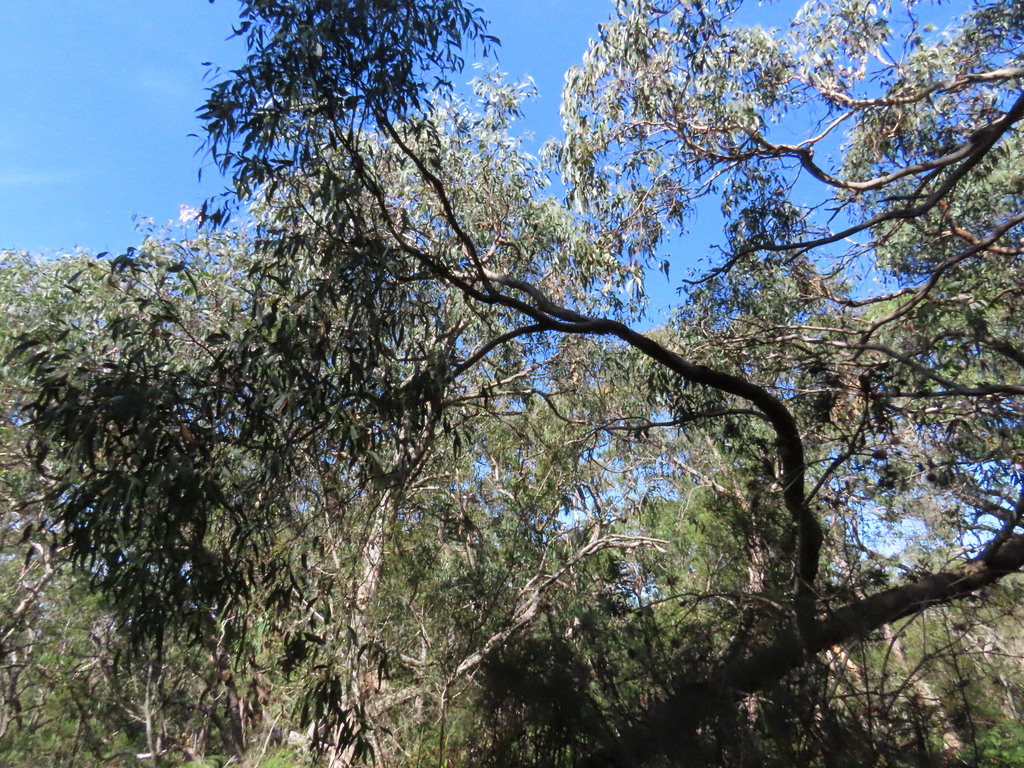 Grampians peppermint from Mount Richmond VIC 3305, Australia on March ...