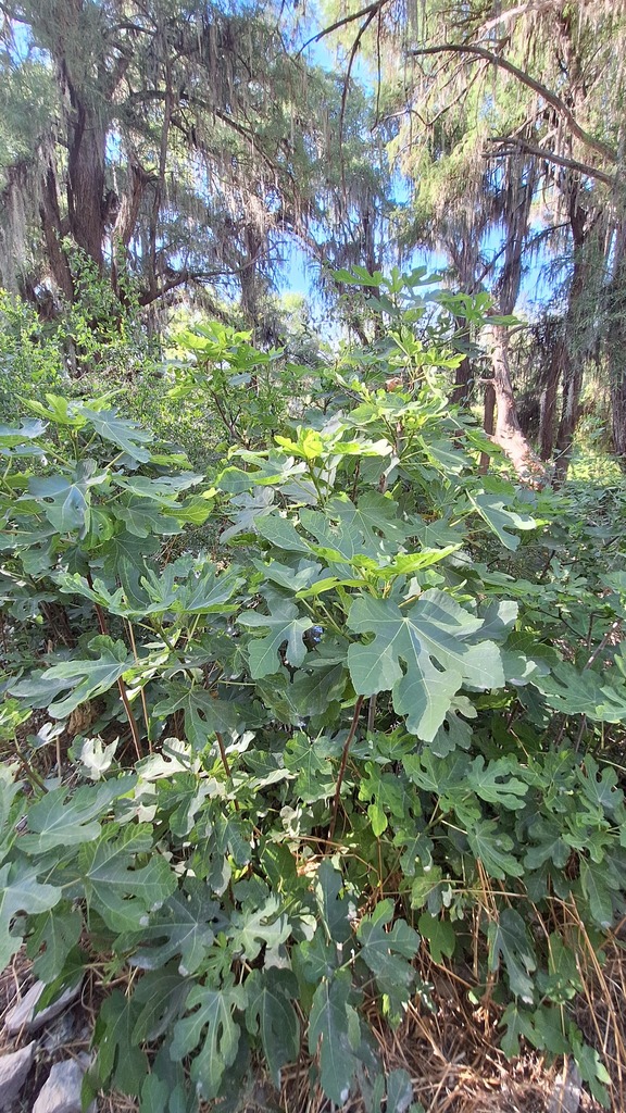 common fig from Chilcuautla, Hgo., México on May 15, 2025 at 08:27 AM ...