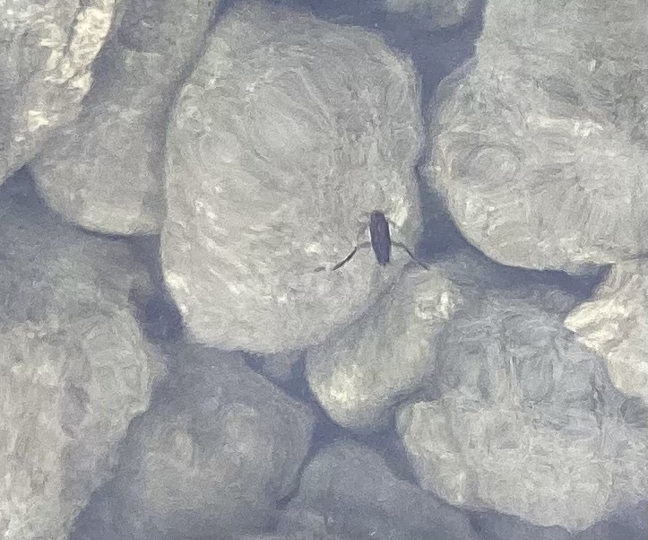 Water Bugs from Balsam Lake Provincial Park, Kawartha Lakes, ON, CA on ...