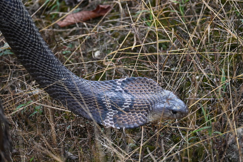 Brown Banded Cobra (Naja fuxi) - Snakes and Lizards