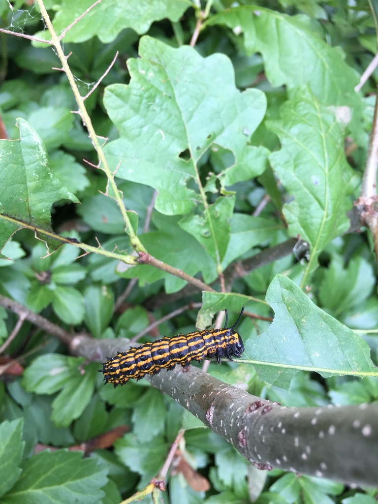 Orange-tipped Oakworm Moth from Wilkins Rd, Swanton, OH, US on ...