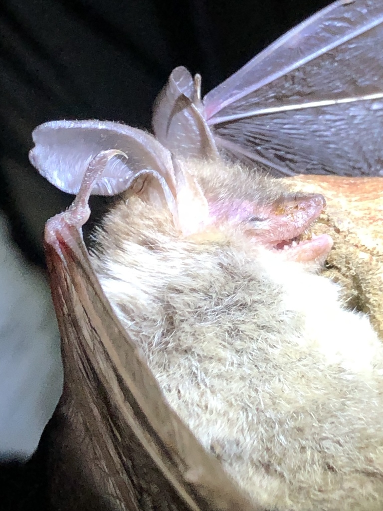Bechstein's bat in September 2019 by Cathy Pasterczyk · iNaturalist