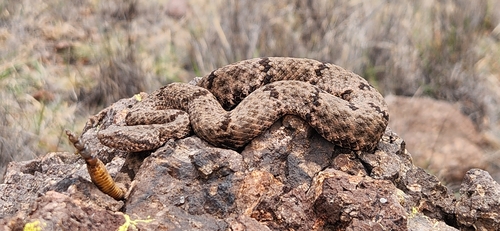 Mottled Rock Rattlesnake (Crotalus lepidus lepidus) - Snakes and Lizards