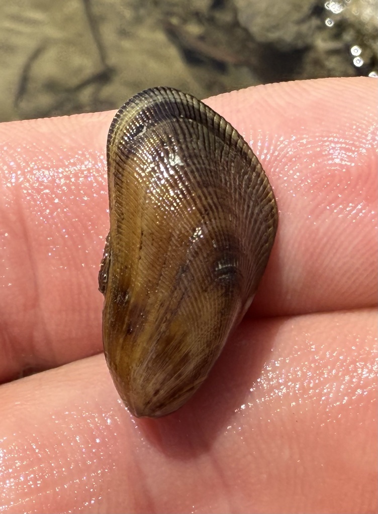 Atlantic Ribbed Mussel from SW 328th St, Homestead, FL, US on May 15 ...