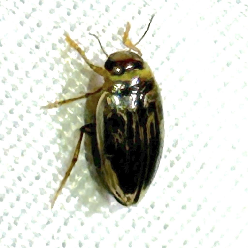 Hygrotus nubilus from Timberlake Biol. Res. Stn., Mills County, TX, USA on May 9, 2025 at 09:29 ...