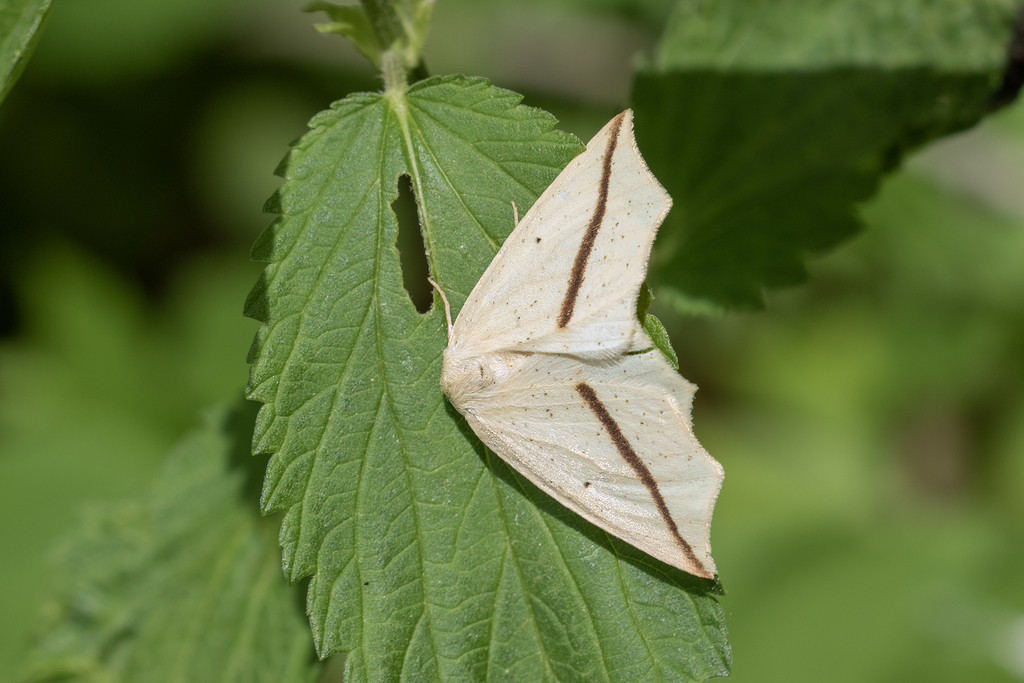Yellow Slant-line from La Crescent, MN, USA on May 15, 2025 at 01:42 PM ...