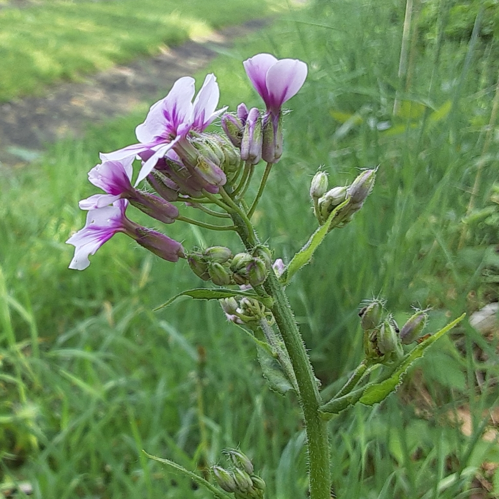 dame's rocket from St. Joseph County, IN, USA on May 15, 2025 at 03:22 ...