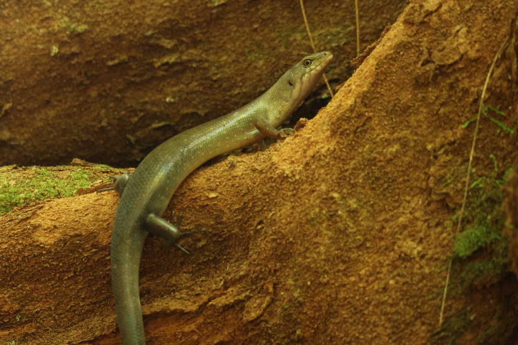 Eugongylus from Palau, PW on May 10, 2025 at 02:18 PM by katelynmarkos ...