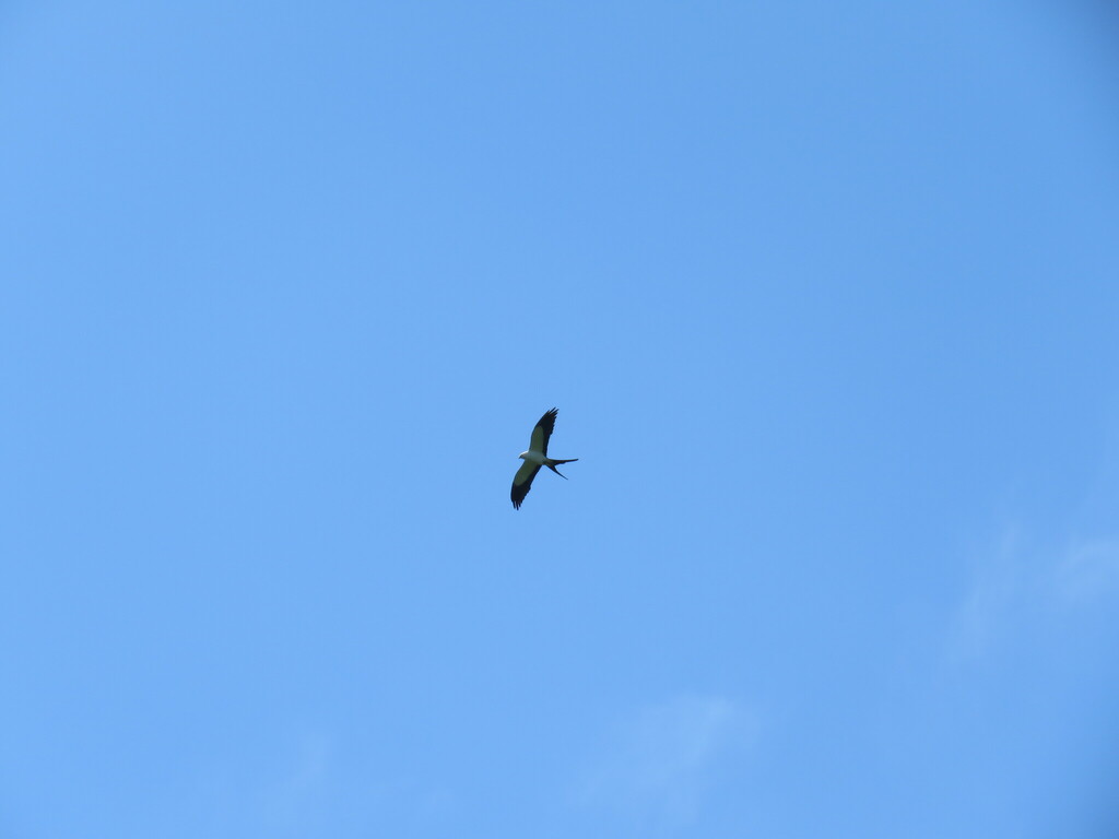 Swallow-tailed Kite from Provincia de Puntarenas, Coto Brus, Costa Rica ...