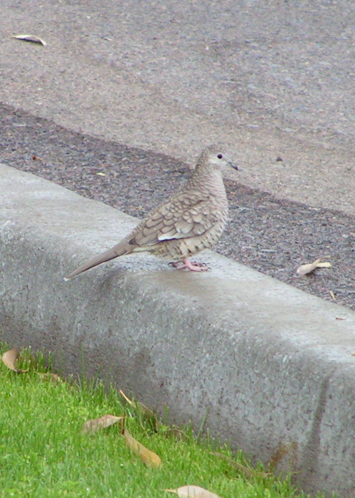 Inca Dove from Scottsdale, AZ, USA on November 28, 2006 at 01:11 PM by ...