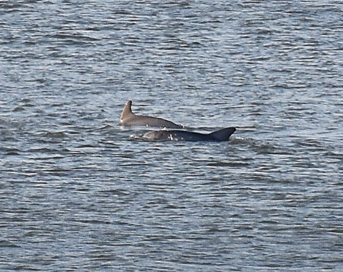 Tamanend's Bottlenose Dolphin from Tybee Island, GA, USA on May 14 ...
