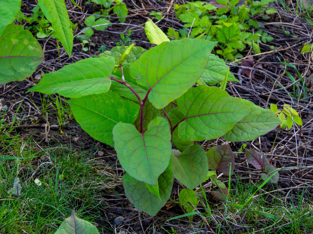 Japanese knotweed from Cambridge, ON, Canada on May 15, 2025 at 08:00 ...