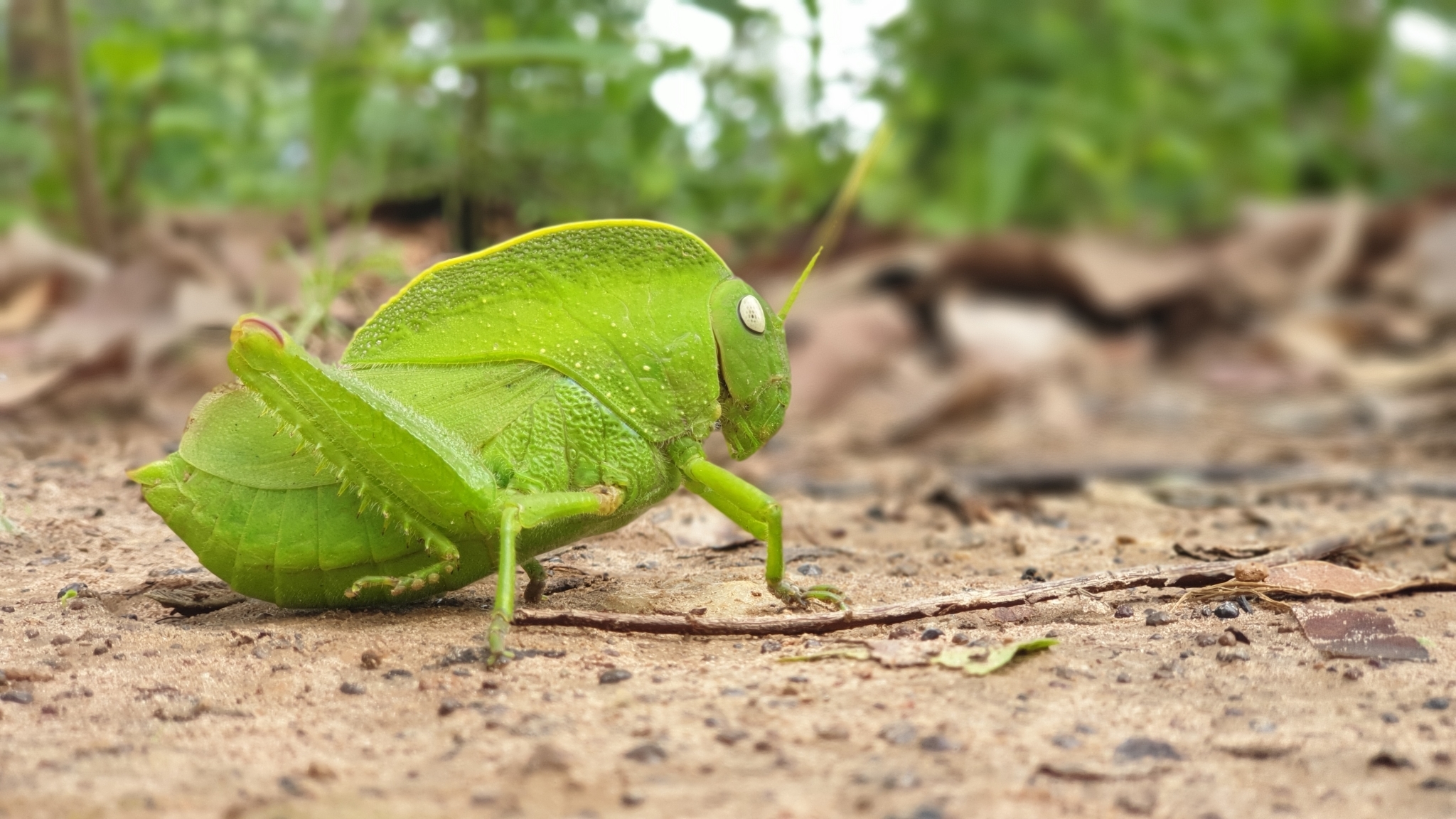 Teratodes monticollis (Gray, 1832)