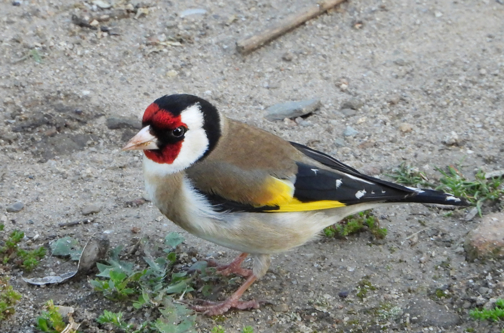 European Goldfinch from 10260 Santa Cruz de la Sierra, Cáceres, Spain ...