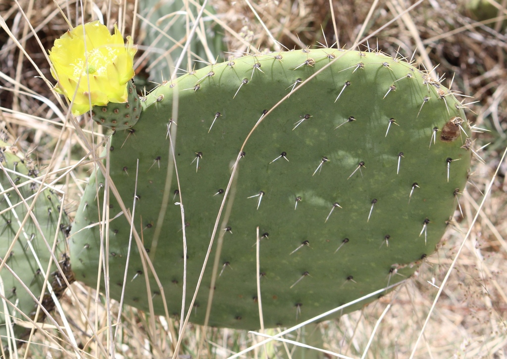 Opuntia joconostle from Villa de Arriaga, S.L.P., México on June 29 ...