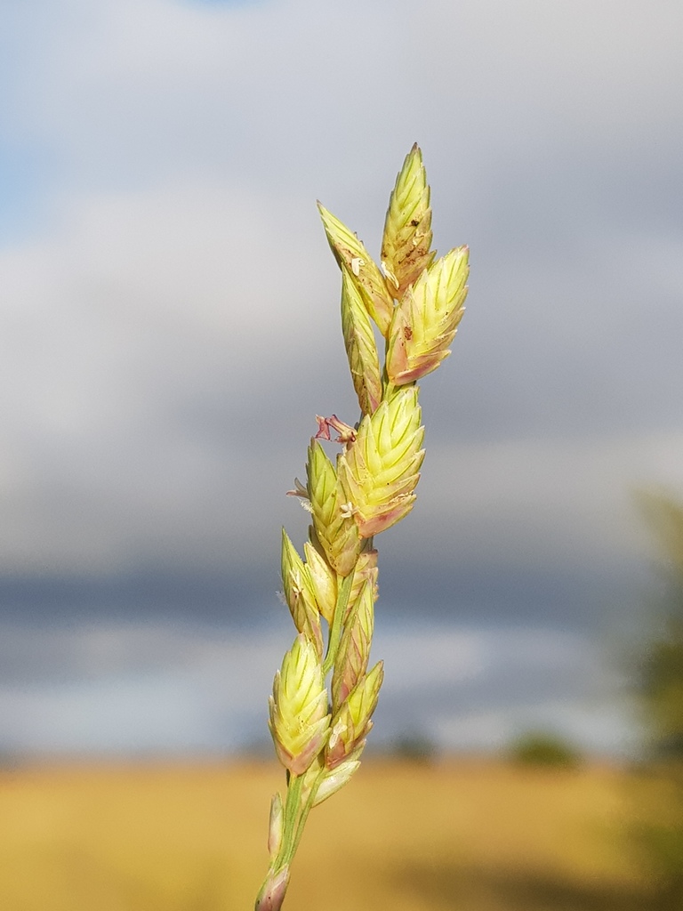 Wilman lovegrass from Crocodile River NR on April 7, 2019 at 07:32 AM ...